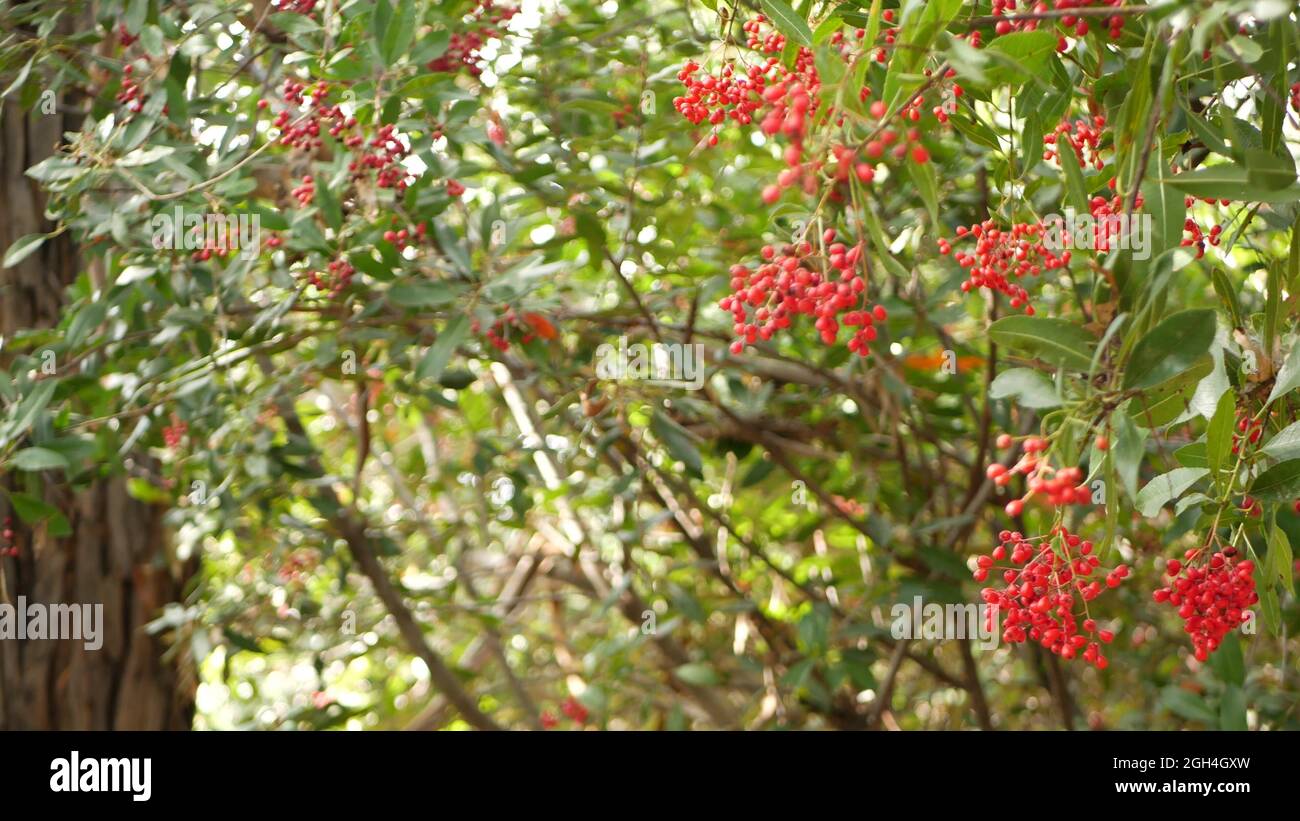 Red berries on tree, gardening in California, USA. Natural atmospheric ...