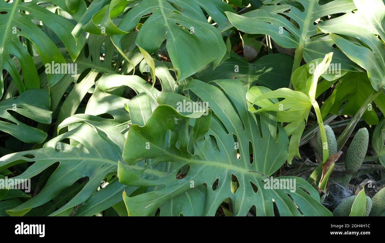Exotic monstera jungle rainforest tropical atmosphere. Fresh juicy ...
