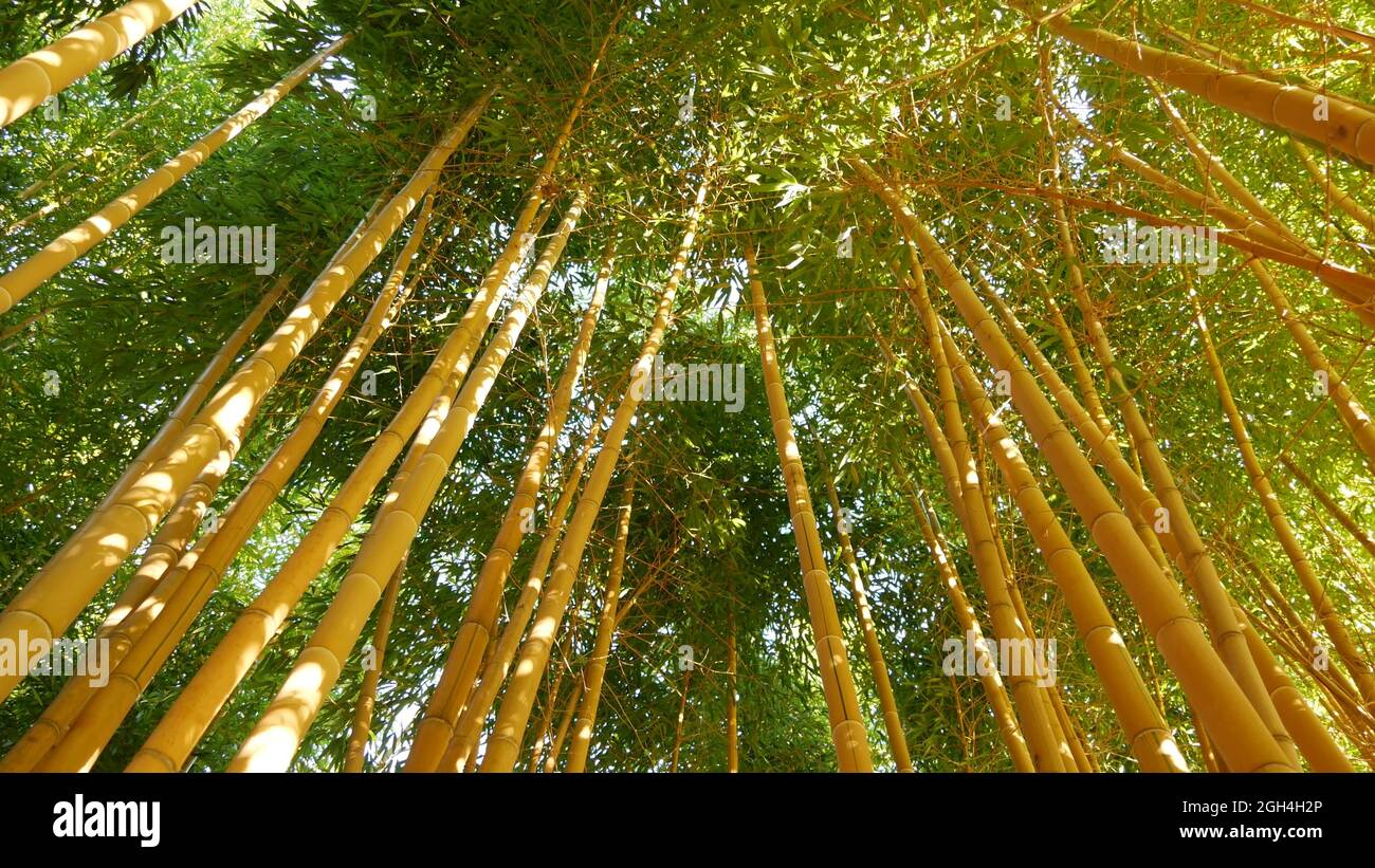 Bamboo forest, exotic asian tropical atmosphere. Green trees in ...