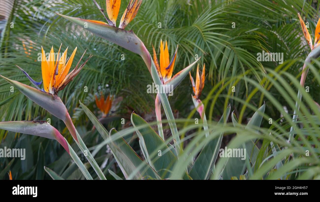 Strelitzia bird of paradise tropical crane flower, California USA ...