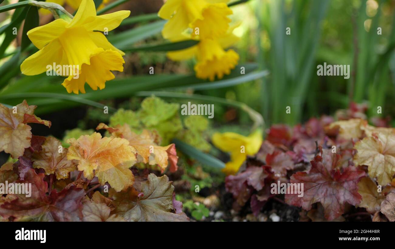 Yellow narcissus flower, California USA. Daffodil floret springtime ...