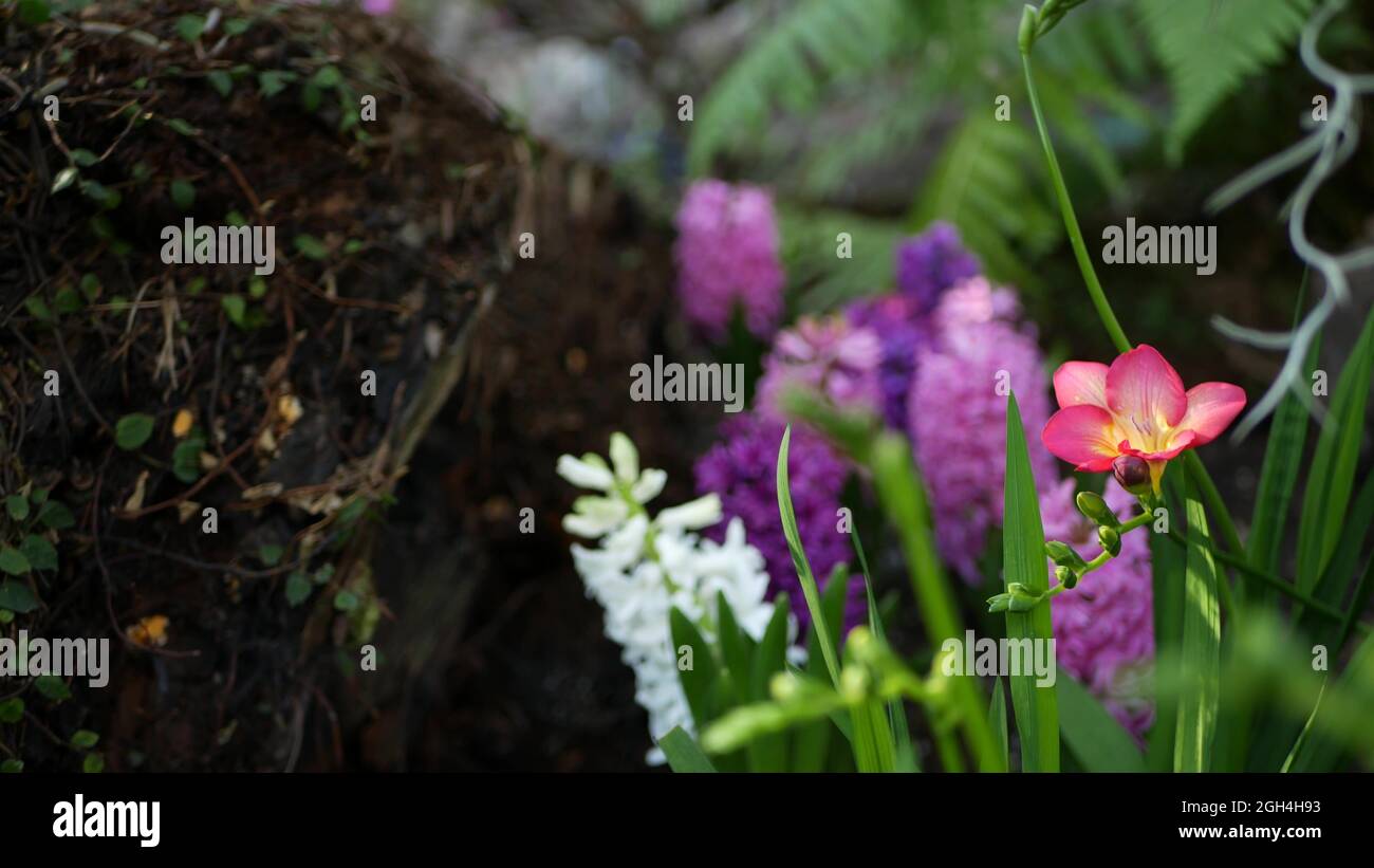 Tiny freesia hyacinth purple flower in forest, California USA. Springtime morning atmosphere ...