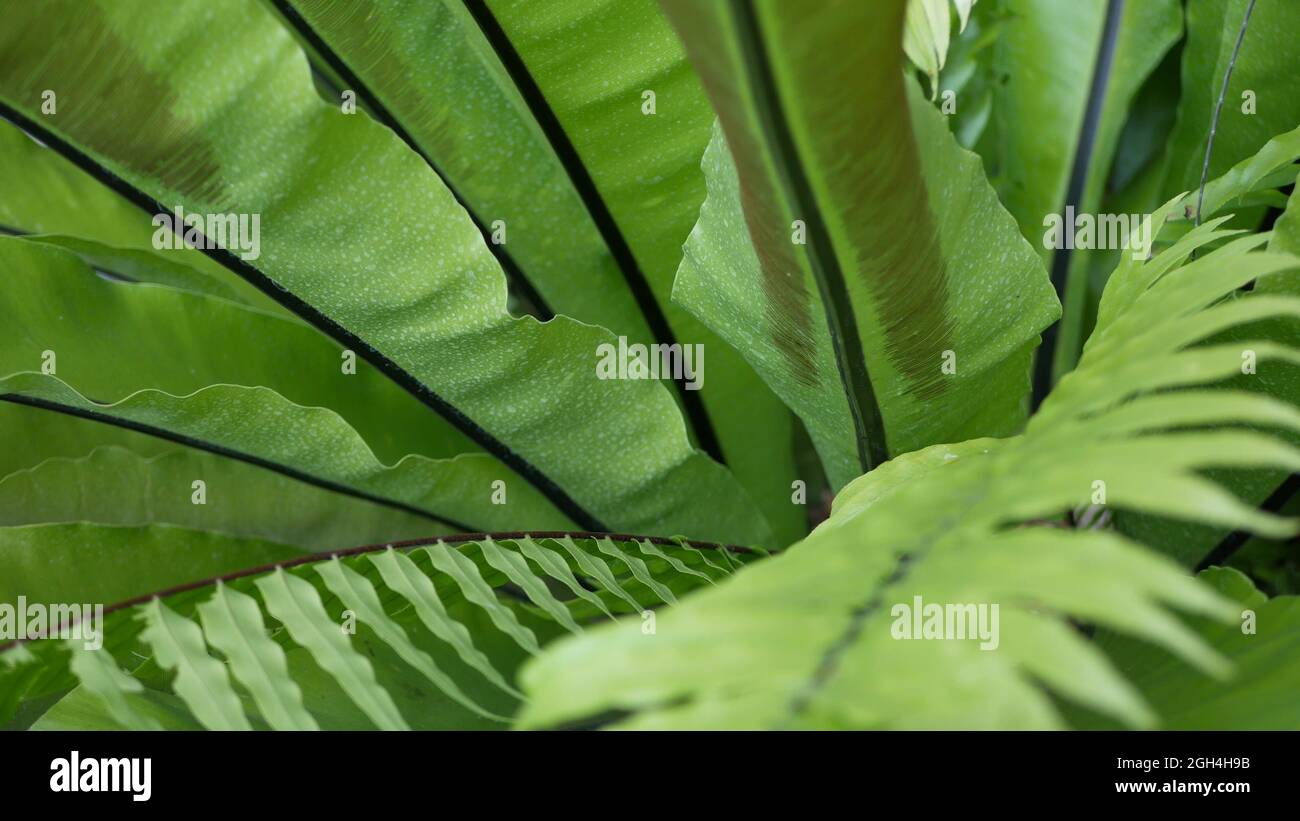 Bird's nest fern dark green leaves. Exotic tropical amazon jungle ...
