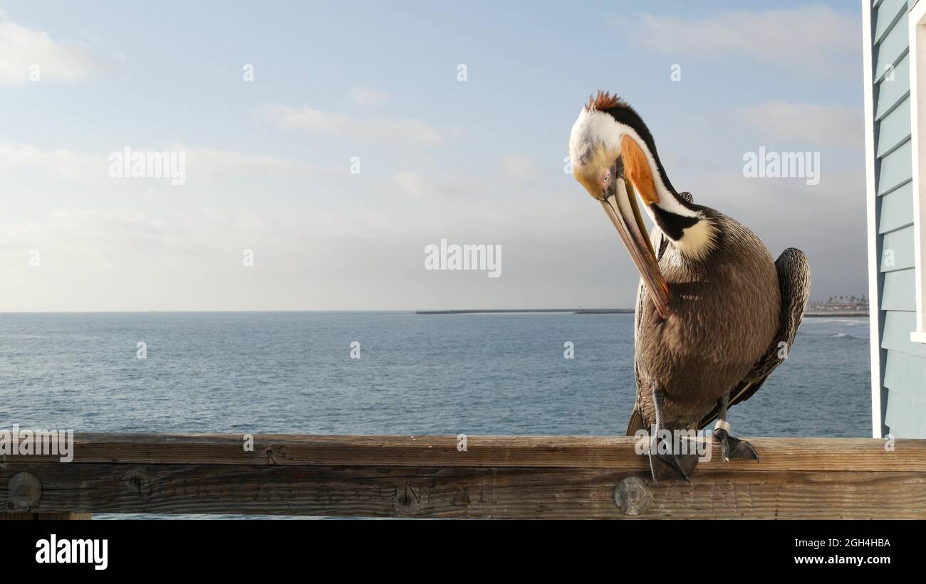 Wild brown pelican on wooden pier railing, Oceanside boardwalk ...