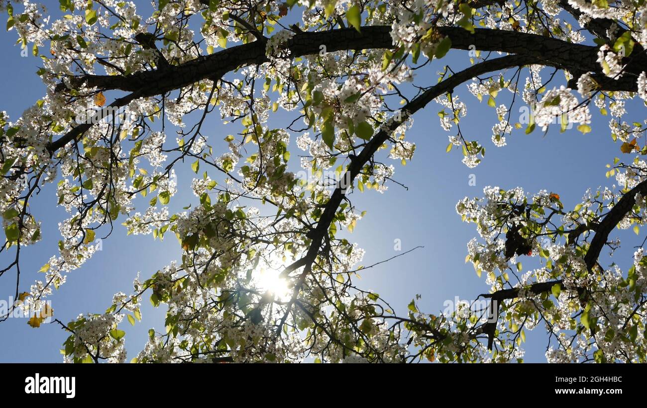 Spring white blossom of cherry tree, California, USA, Balboa Park ...