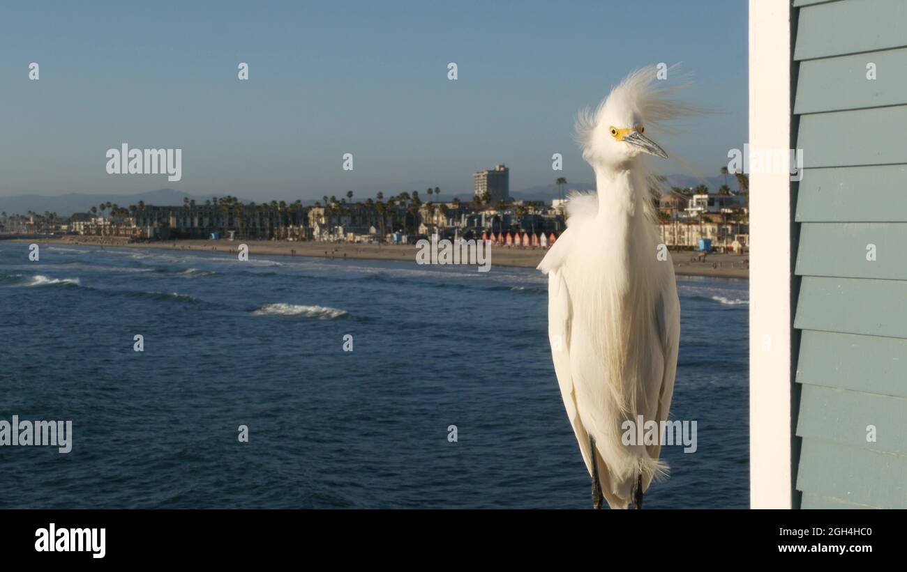 White snowy egret on wooden pier railings, Oceanside boardwalk ...