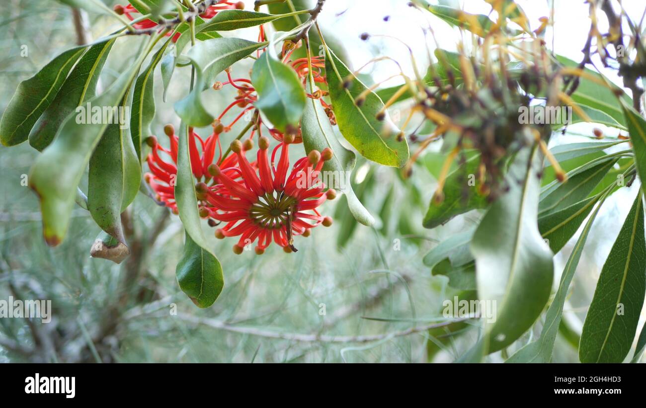Firewheel tree red flowers, California USA. Australian white beefwood ...