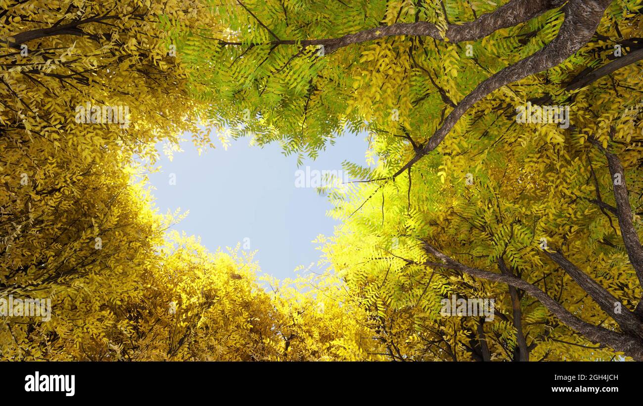 Orange Tree crowns autumn Blue Sunlight sky Nature background 3d render ...