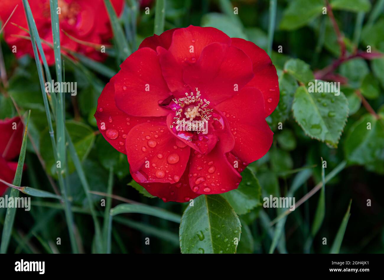 Rose. It is a genus of the Rosaceae family that includes about 150 ...