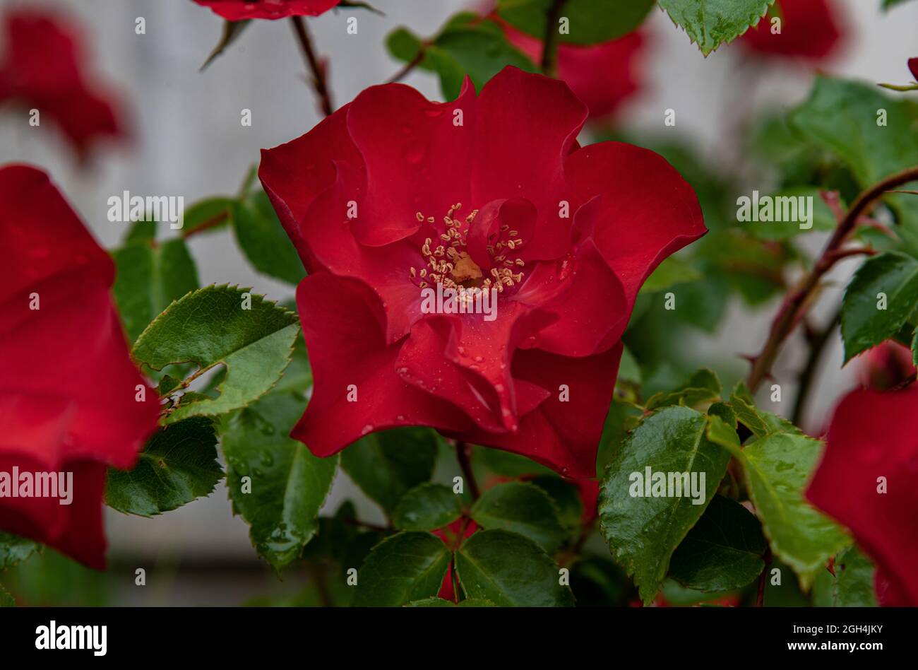 Rose. It is a genus of the Rosaceae family that includes about 150 ...