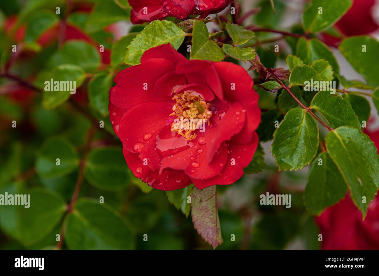 Family rose plants rosaceae hi-res stock photography and images - Alamy