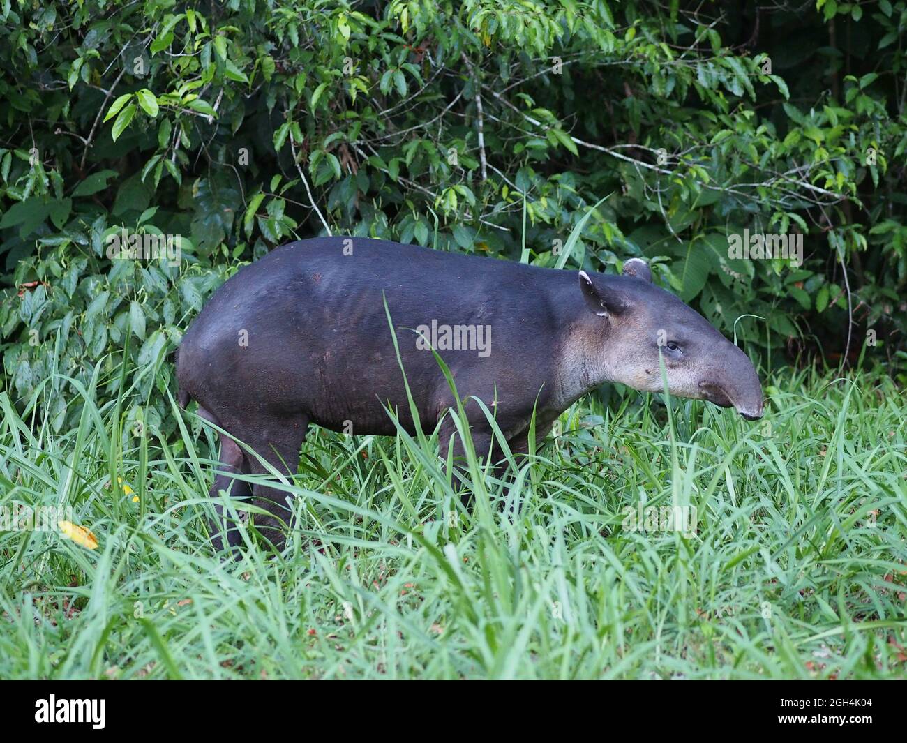 Large tapir hi-res stock photography and images - Alamy