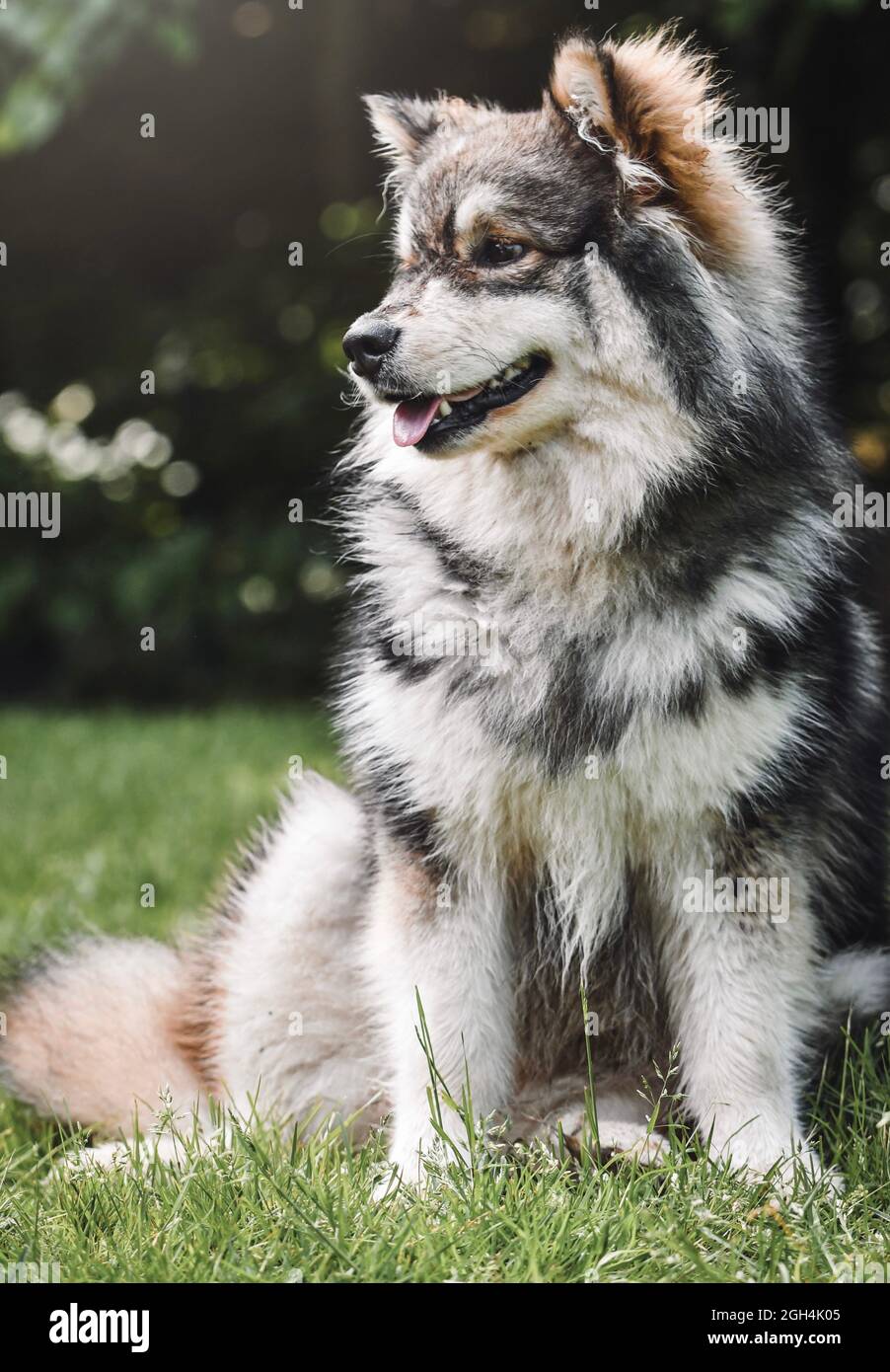 Portrait of a purebred Finnish Lapphund dog sitting outdoors in grass ...