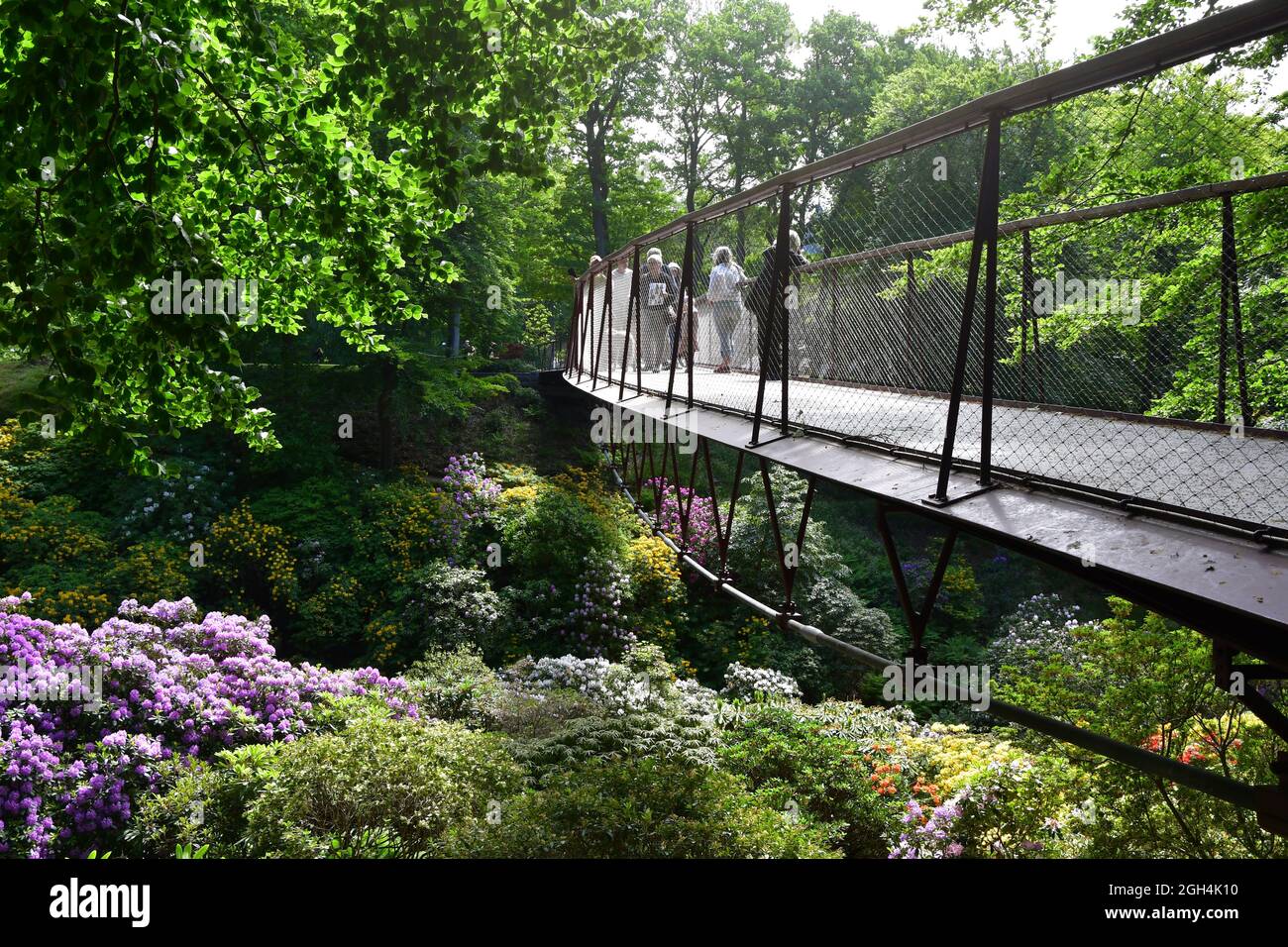 Landscape photo of a bridge in the forest, over flowers in summer Stock ...