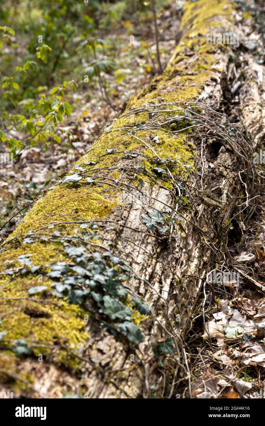 Mossy fallen tree hi-res stock photography and images - Alamy