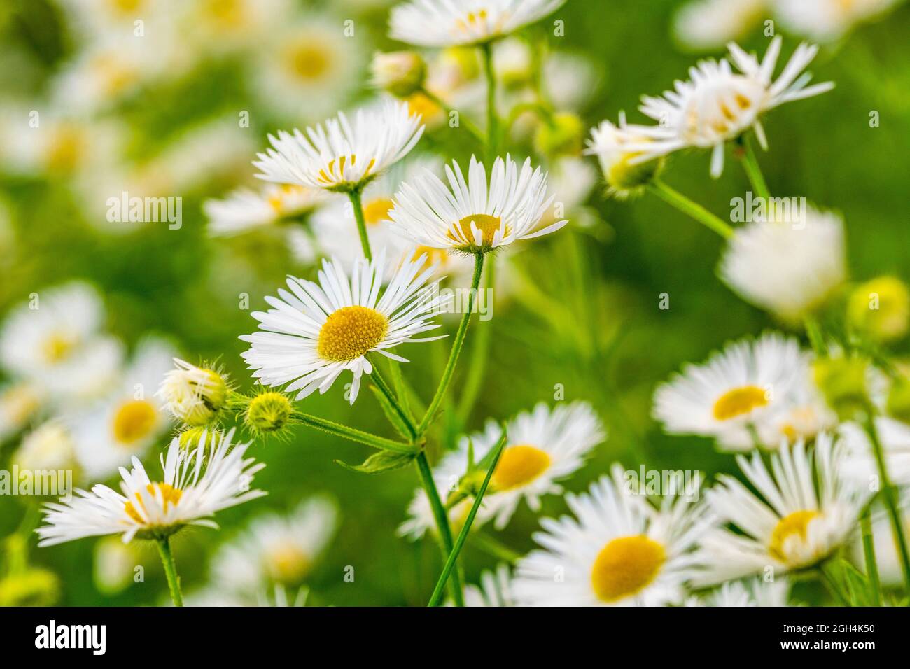 Wild daisy flowers growing on meadow, white chamomiles on green grass ...