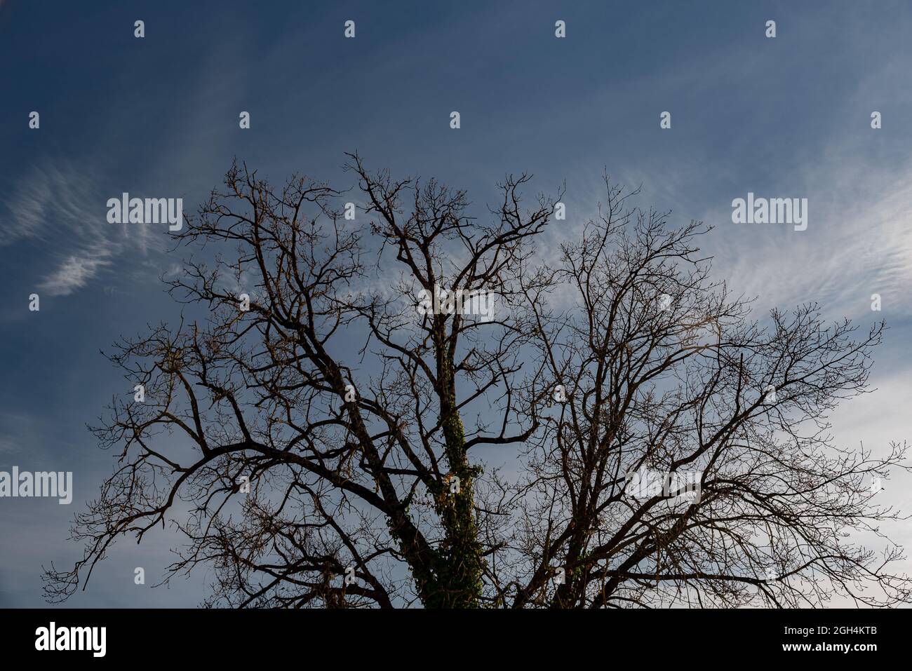 Magnificent backlight photos of trees typical of the Italian peninsula ...