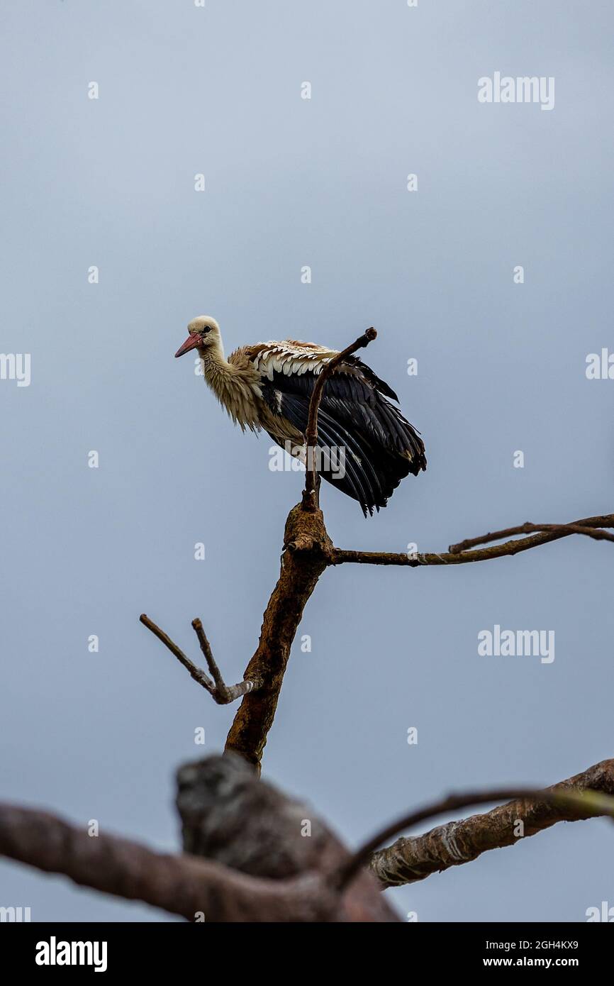 Big bird on top of tree in Zurich Zoo Stock Photo - Alamy