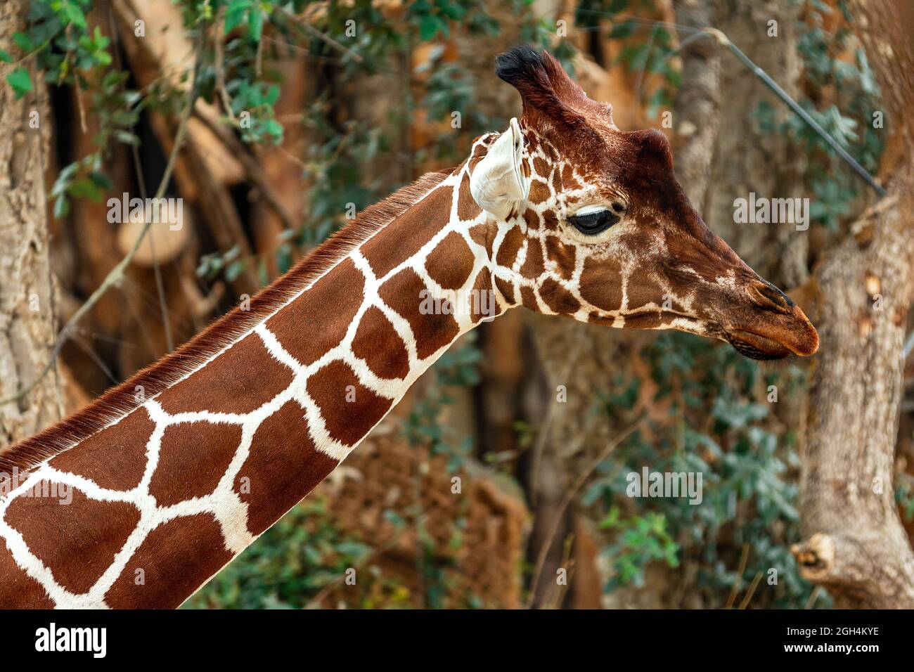 Big Giraffe trees on the back Stock Photo - Alamy
