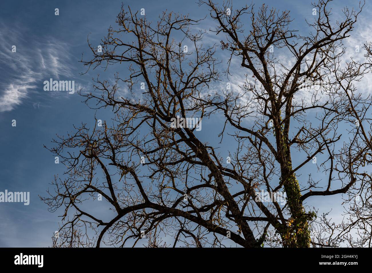 Magnificent backlight photos of trees typical of the Italian peninsula ...