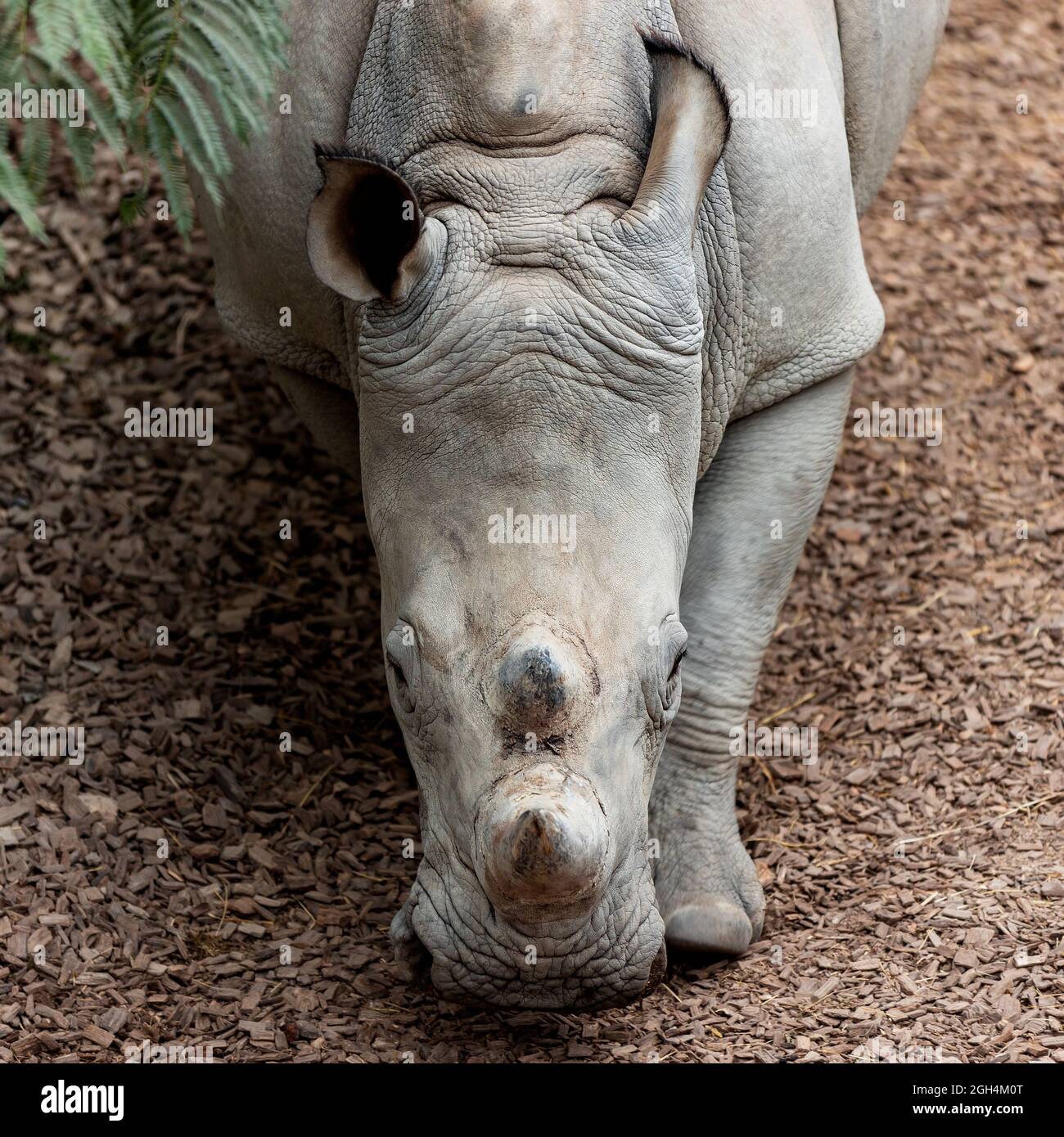 Fauna wilderness zoo rhino hi-res stock photography and images - Alamy