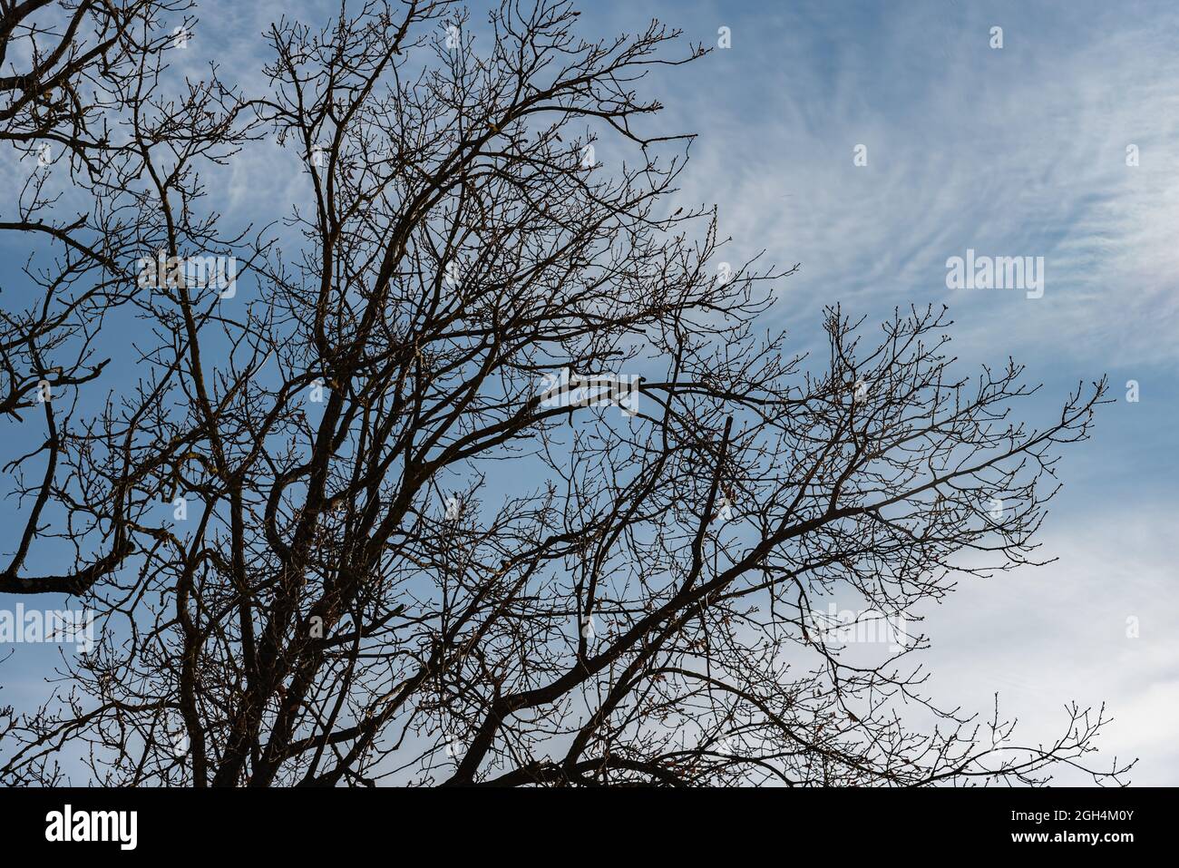 Magnificent backlight photos of trees typical of the Italian peninsula ...