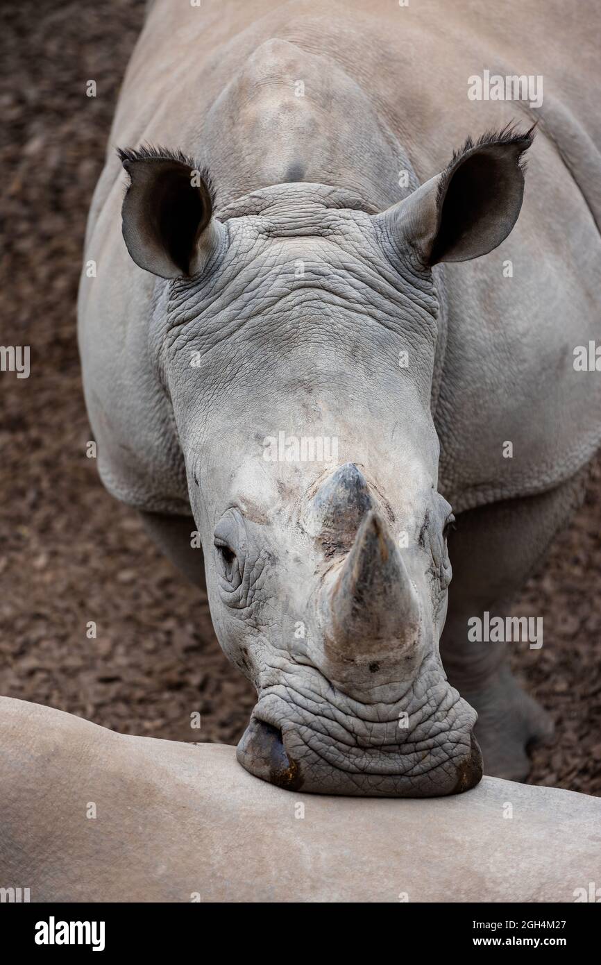 Rhinos eye hi-res stock photography and images - Alamy