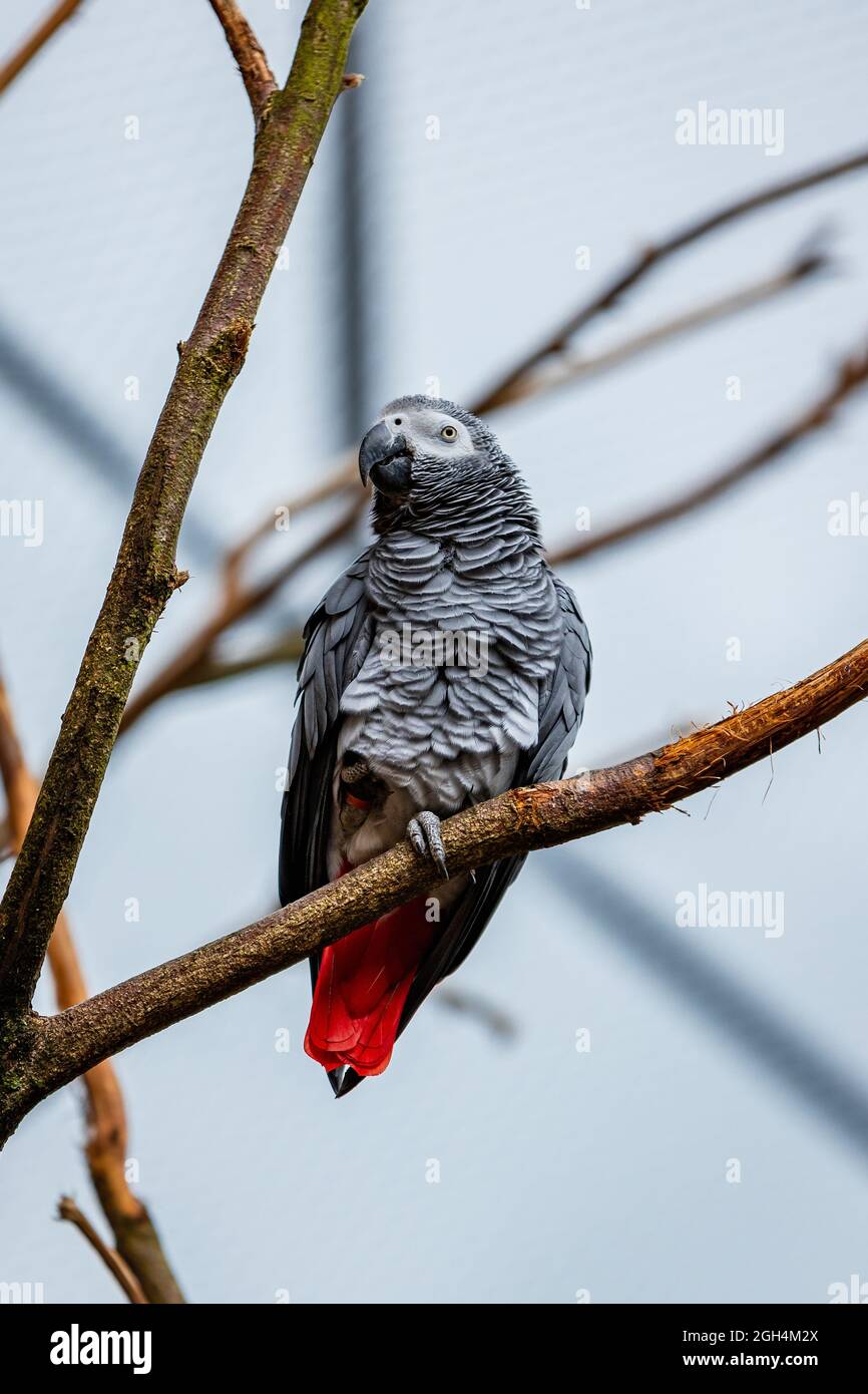 Small tiny little garden bird hi-res stock photography and images - Alamy