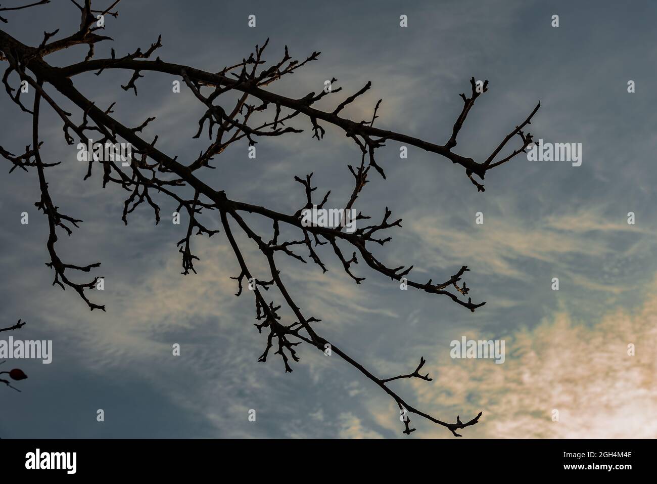 Magnificent backlight photos of trees typical of the Italian peninsula ...