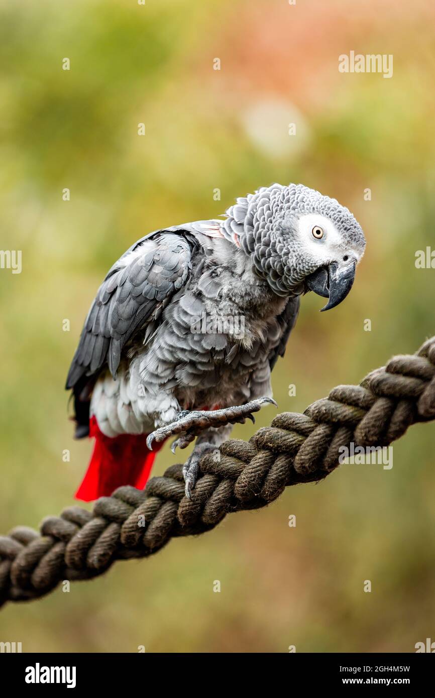 Small bird standing on a branch Stock Photo - Alamy