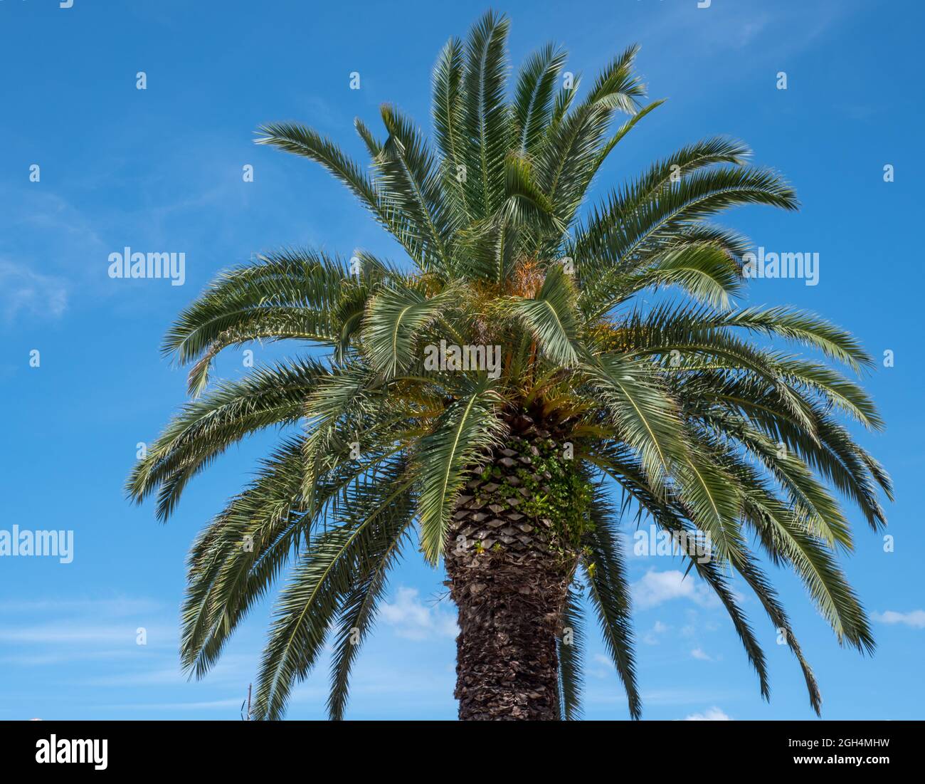 Huge Palm Tree on Blue Background Stock Photo - Alamy