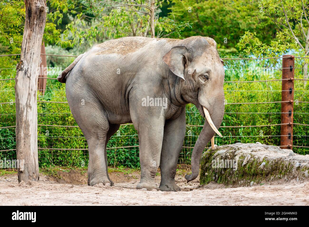 Big elephant smiling Stock Photo - Alamy