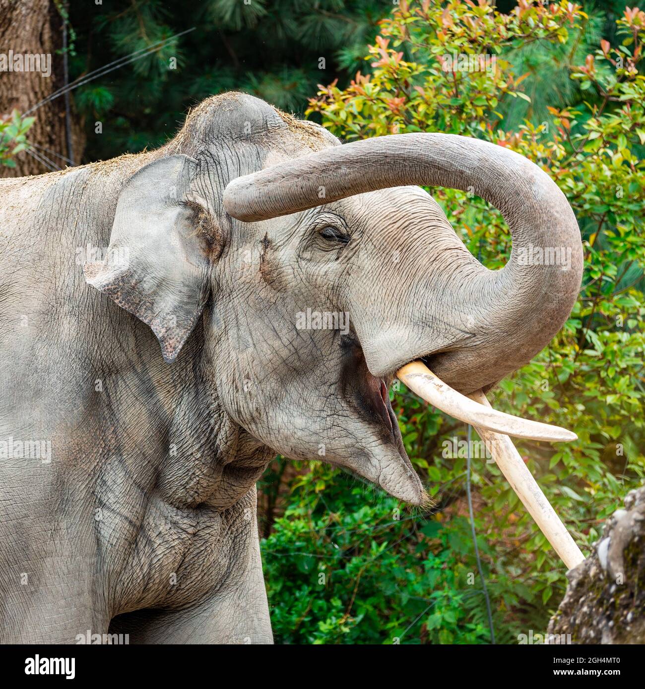 Big elephant smiling Stock Photo - Alamy