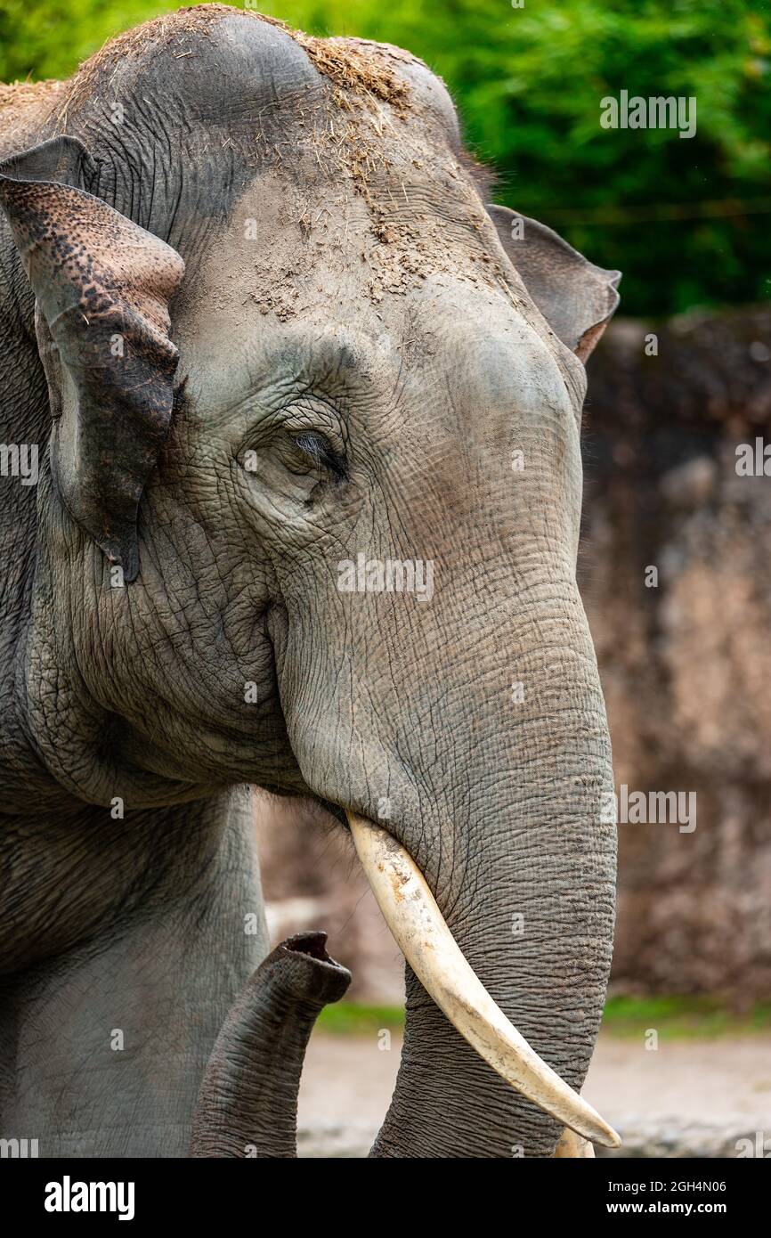 Big elephant smiling Stock Photo - Alamy