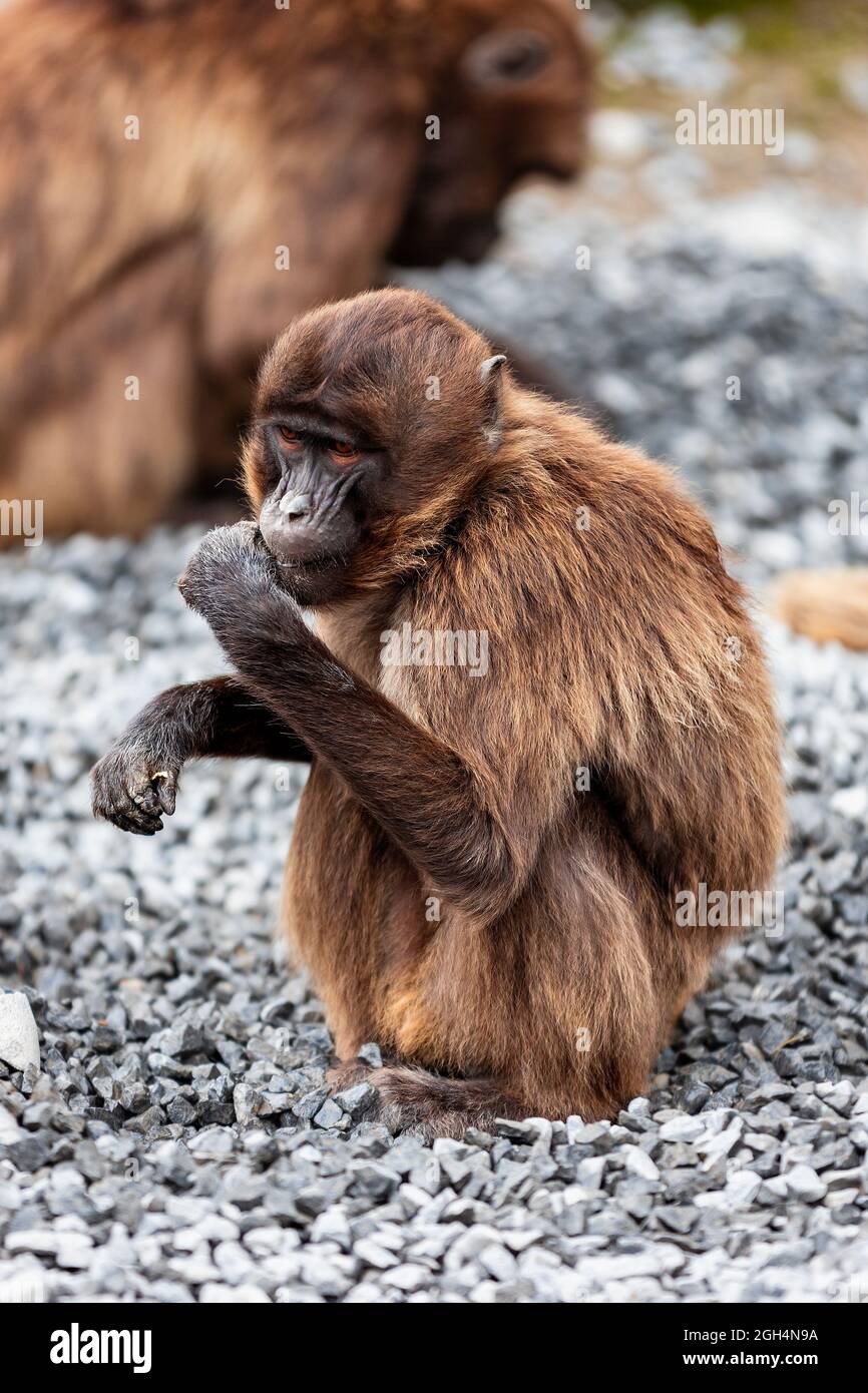 Brown monkey happy face hi-res stock photography and images - Alamy