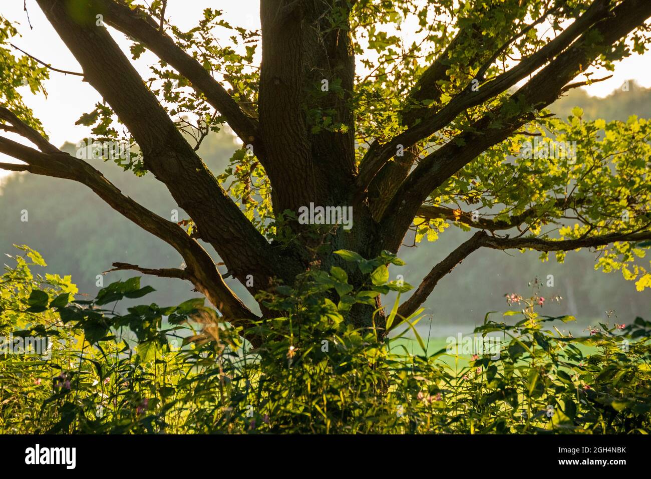 tree at back light, Garstedt, Lower Saxony, Germany Stock Photo - Alamy