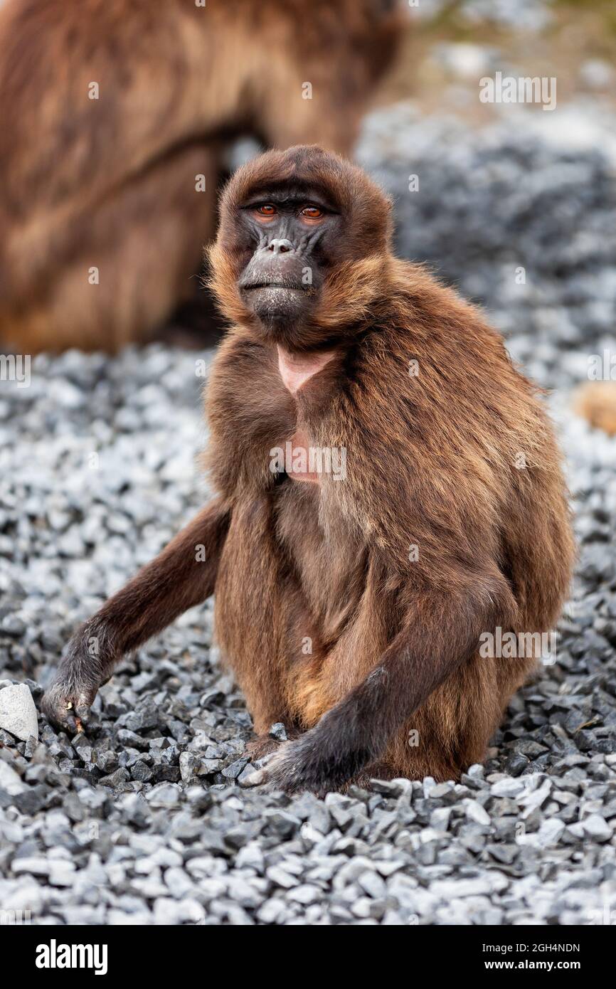 Evolution of mammals hi-res stock photography and images - Alamy