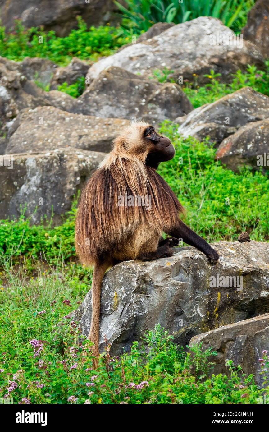 Thinking monkey hi-res stock photography and images - Alamy