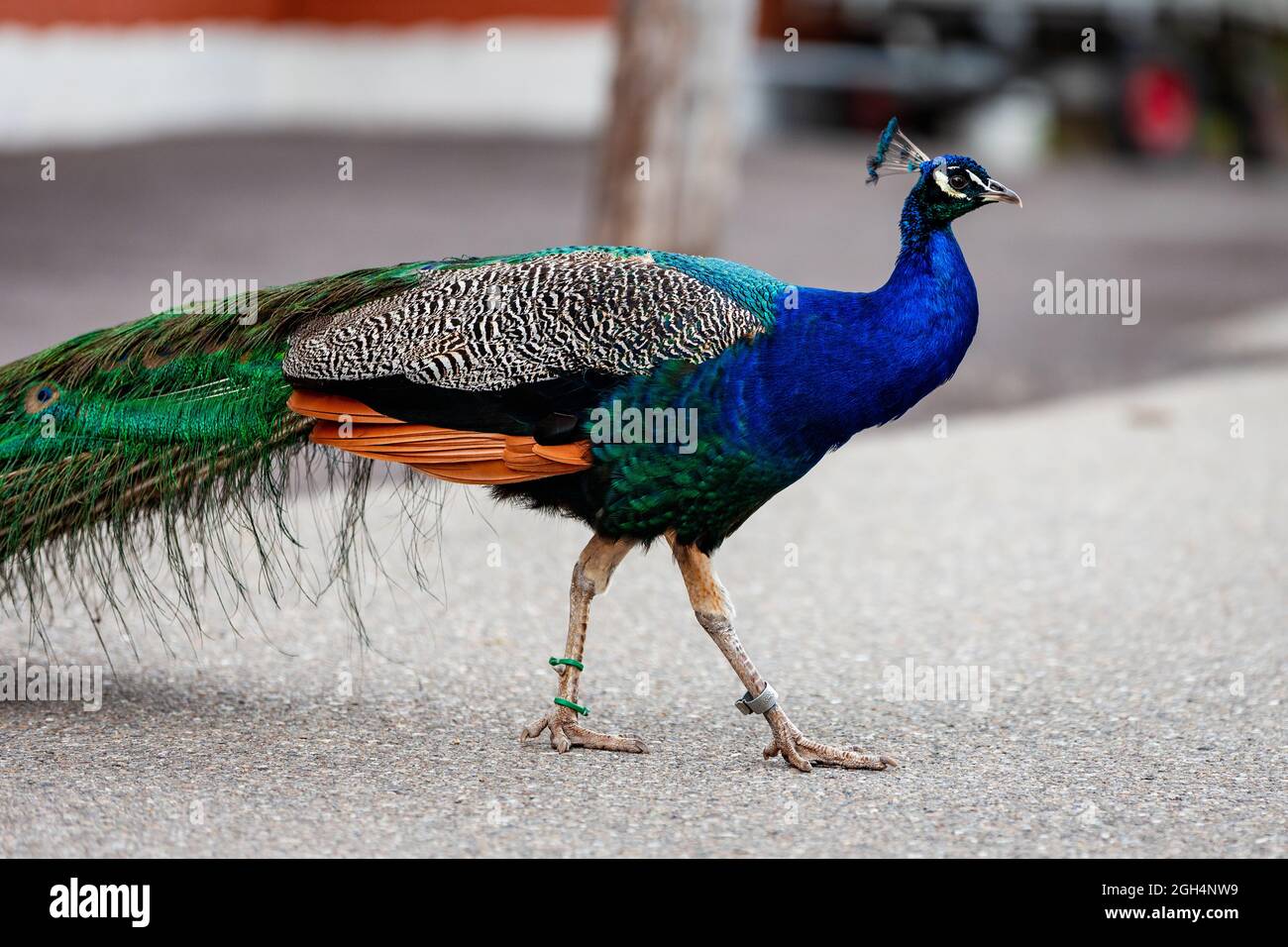 Peacock standing on the sidewalk Stock Photo - Alamy