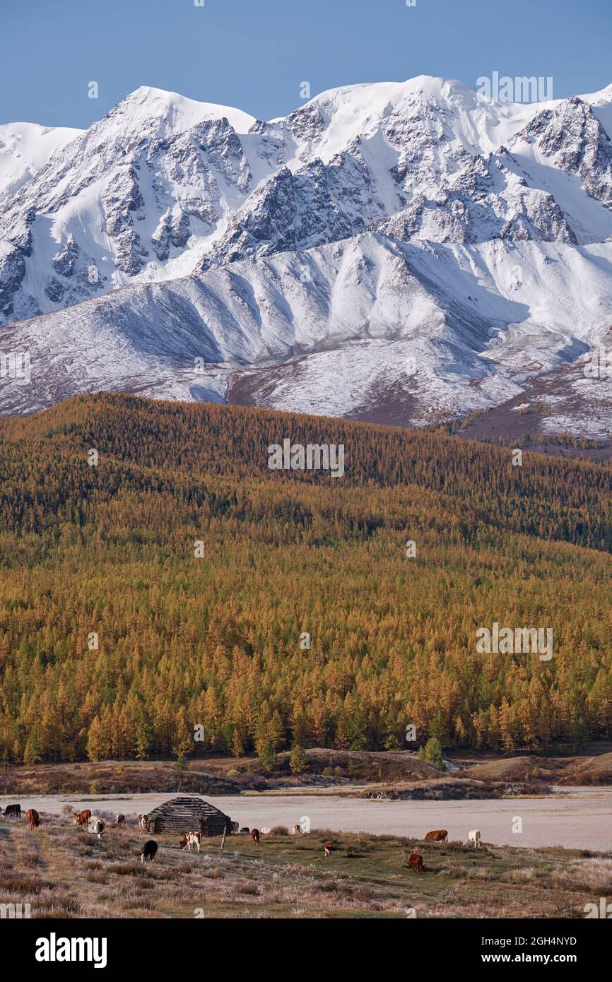 View on shepherd's house ail and herd of cows on ALtai mountain plateau ...