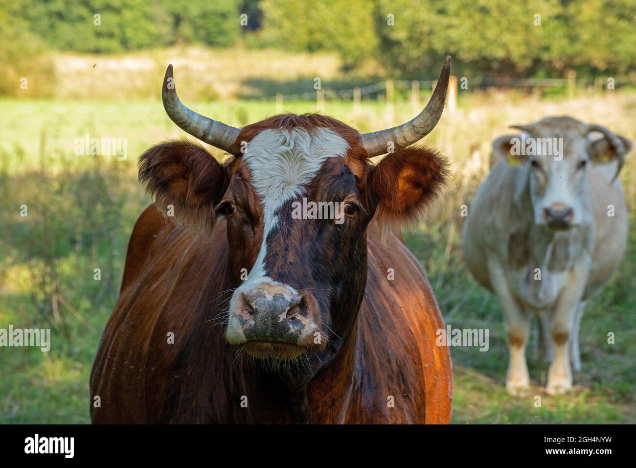 Brindled cow hi-res stock photography and images - Alamy