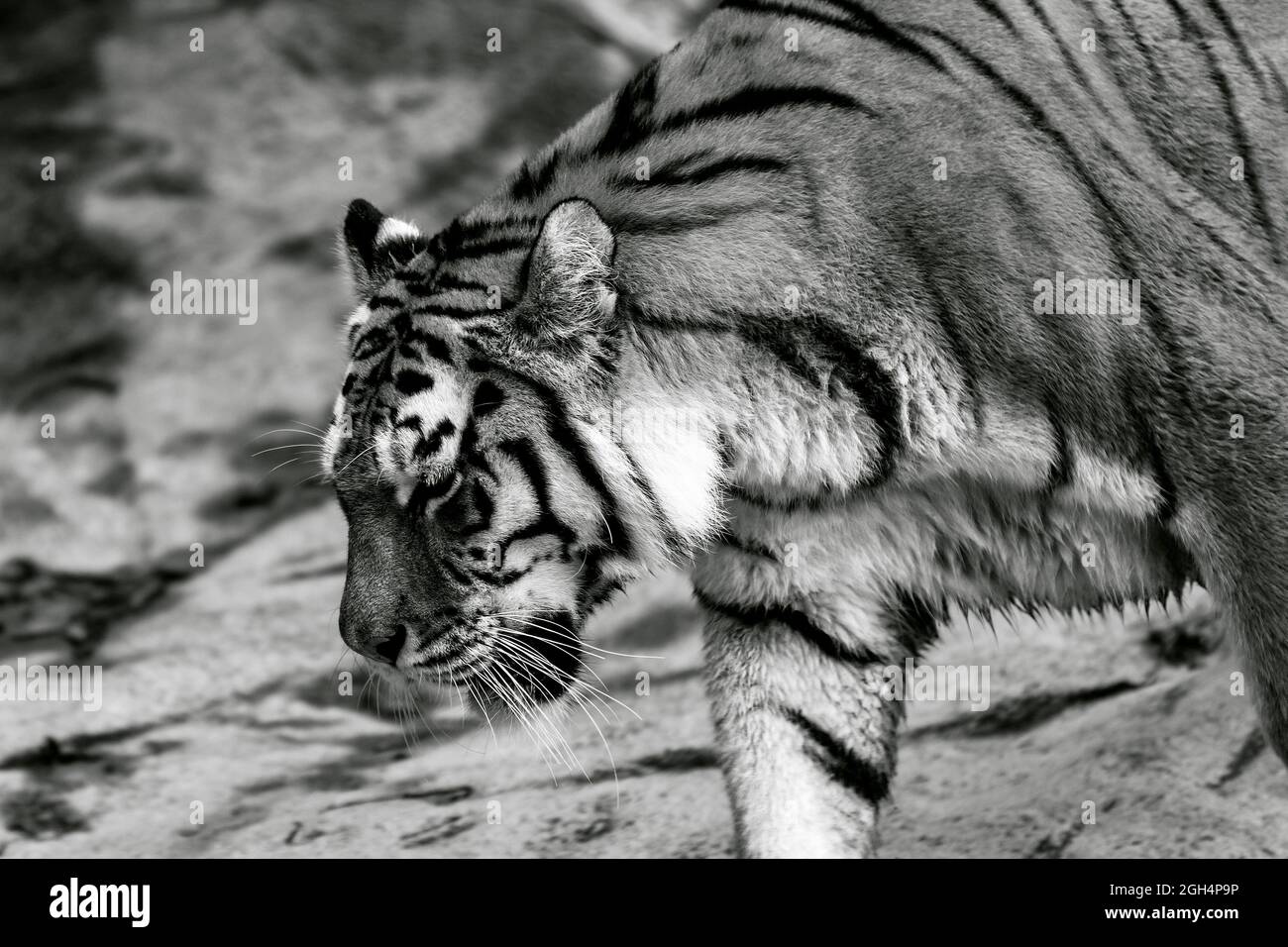 Tiger walking and chilling Stock Photo - Alamy