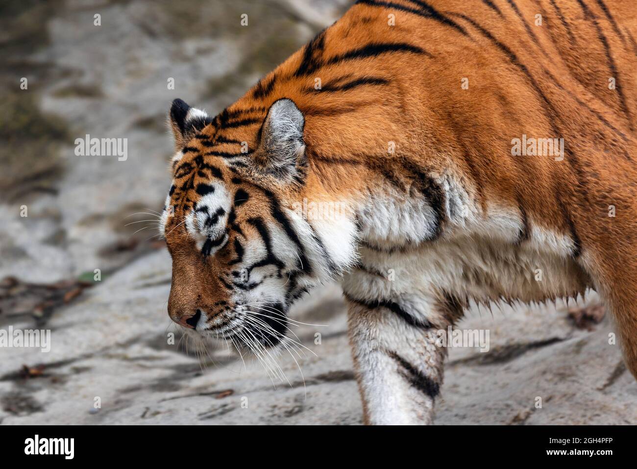 Tiger walking and chilling Stock Photo - Alamy