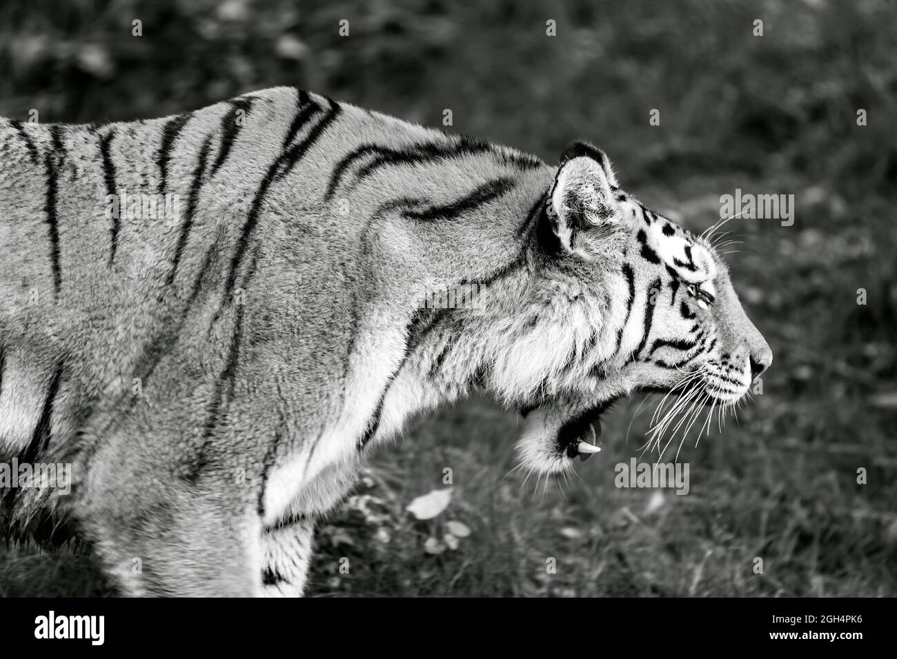 Tiger Walking Closeup High Resolution Stock Photography and Images - Alamy