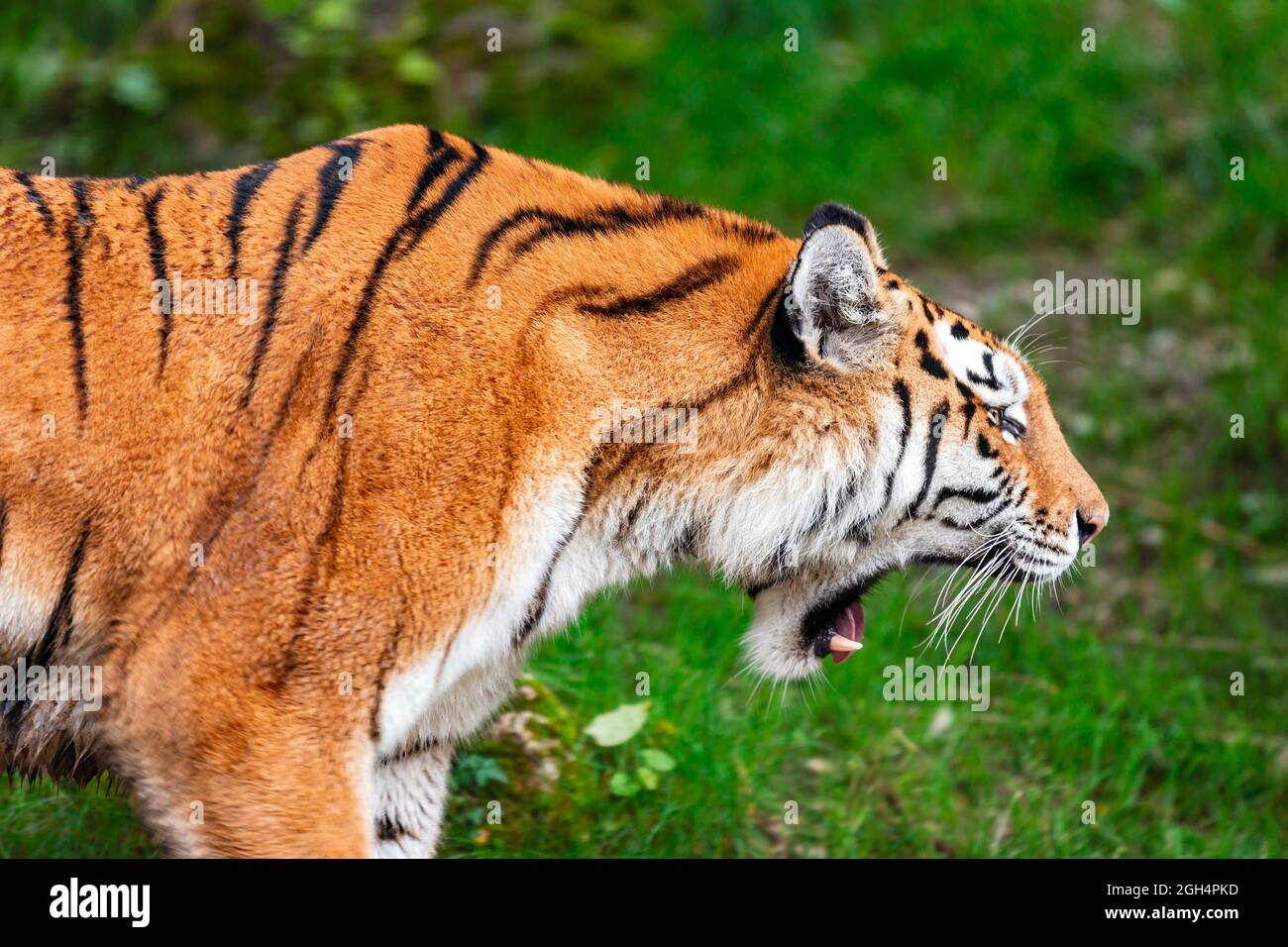 Tiger walking and chilling Stock Photo - Alamy