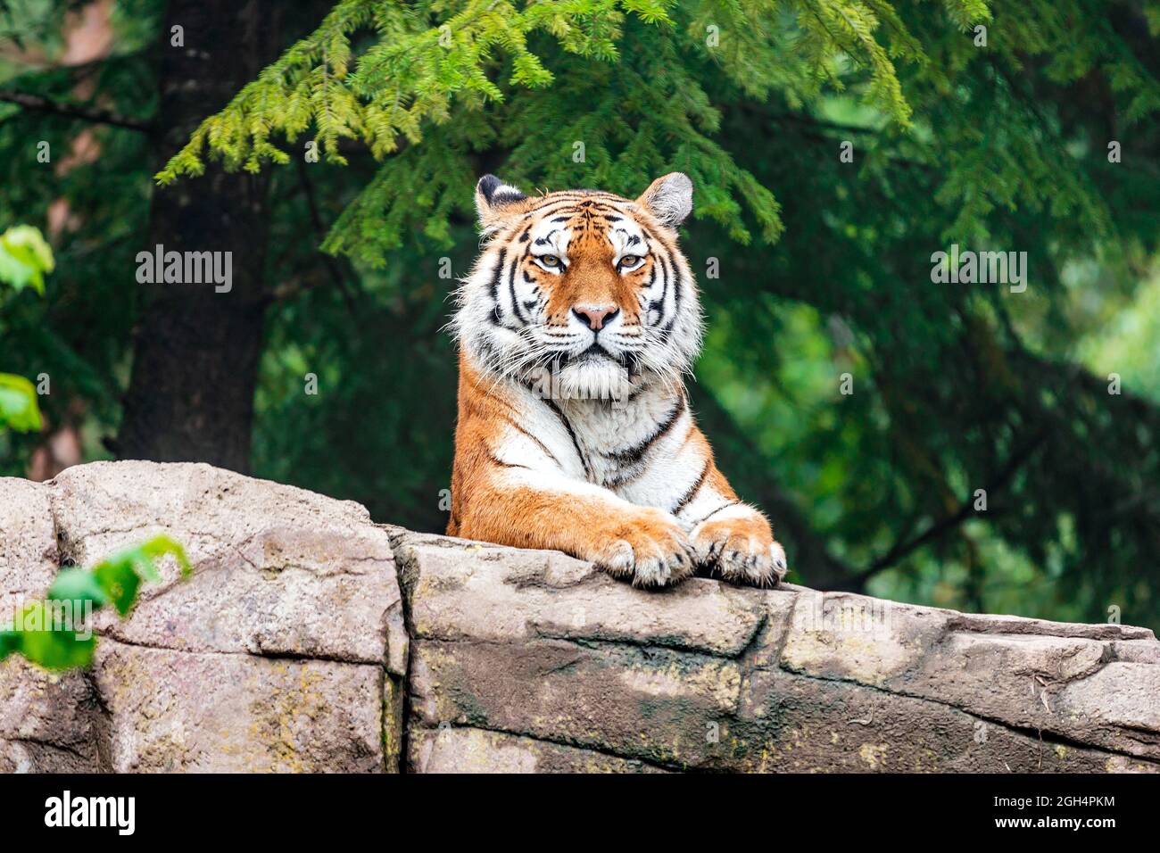 Tiger walking and chilling Stock Photo - Alamy