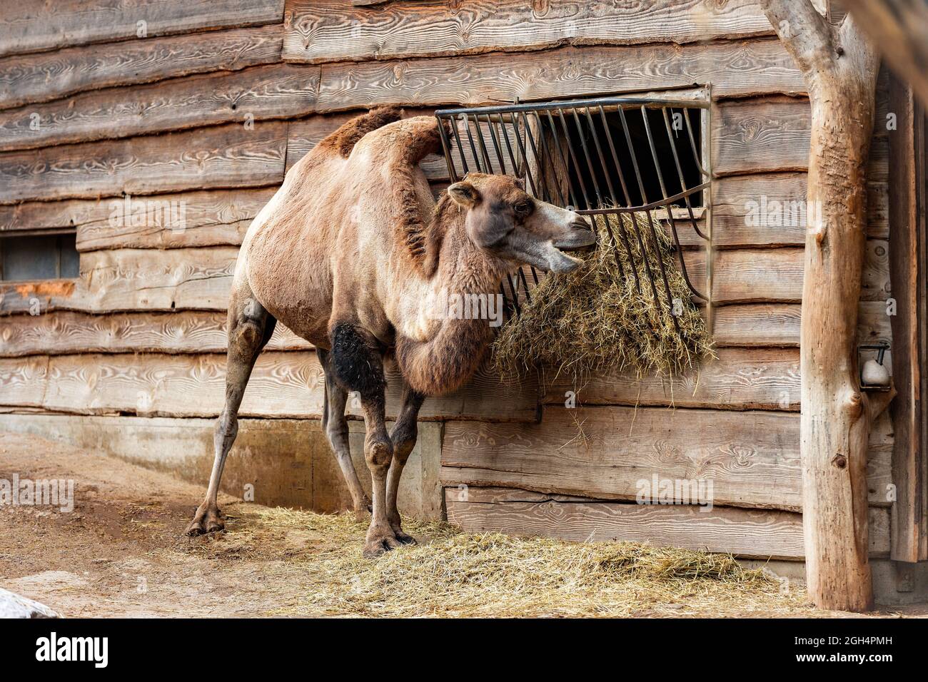 Camels farm house hi-res stock photography and images - Alamy