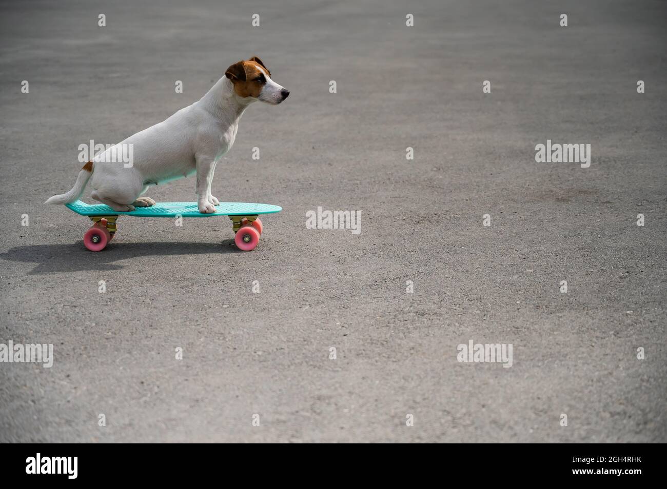 Penny Board Animal