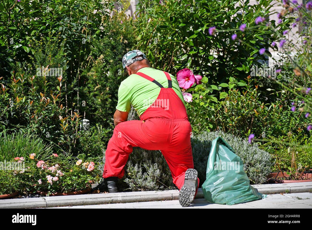 Male gardener rear view hi-res stock photography and images - Alamy