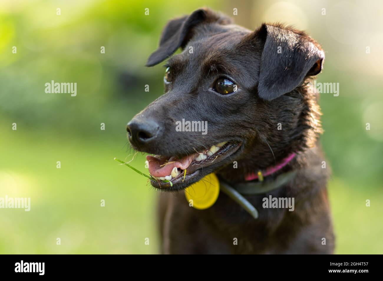 A portrait of a playful little dog in the blurred background Stock ...